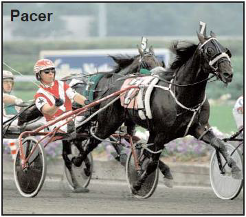 Harness Racing 101 – CapitalOTB
